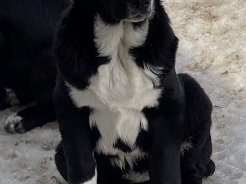 Среднеазиатская овчарка