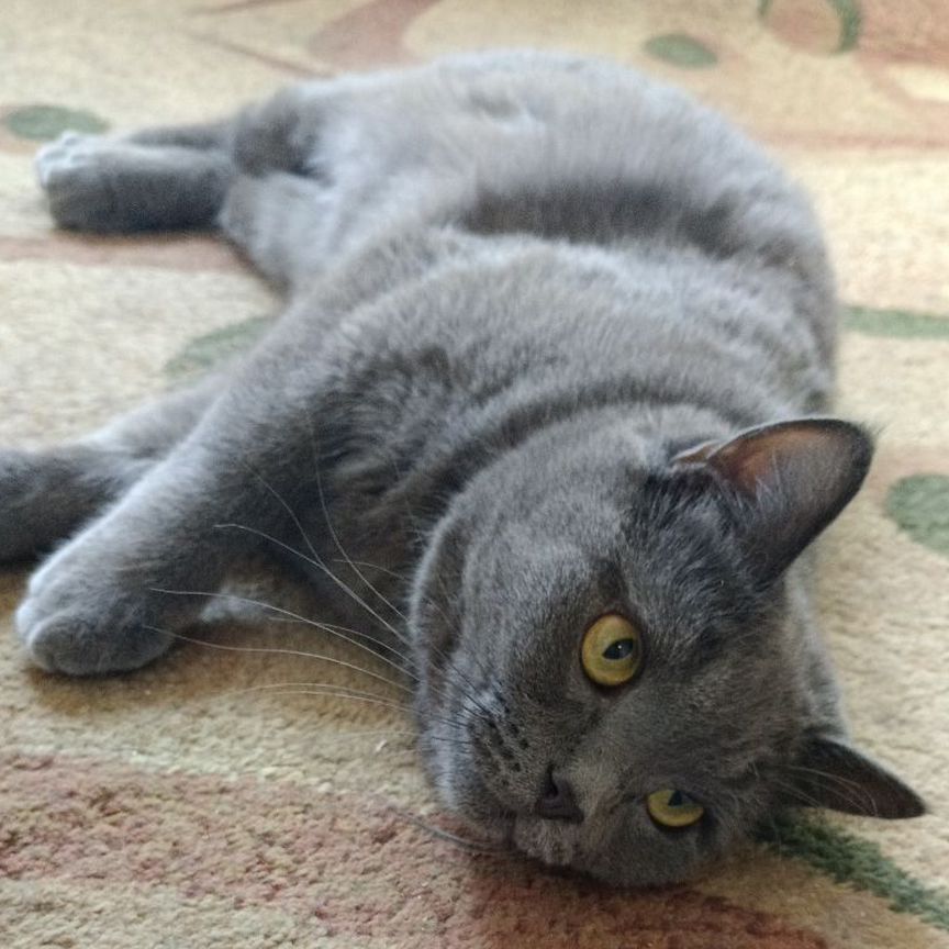 Котик фенотип британца