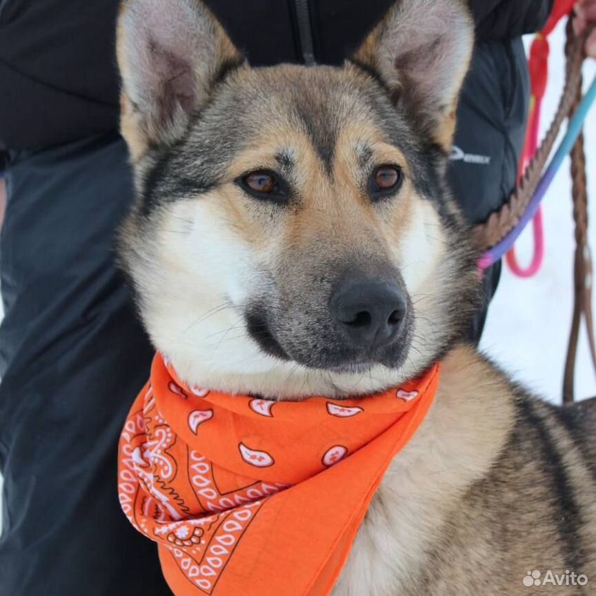 Умка, собака в поиске дома