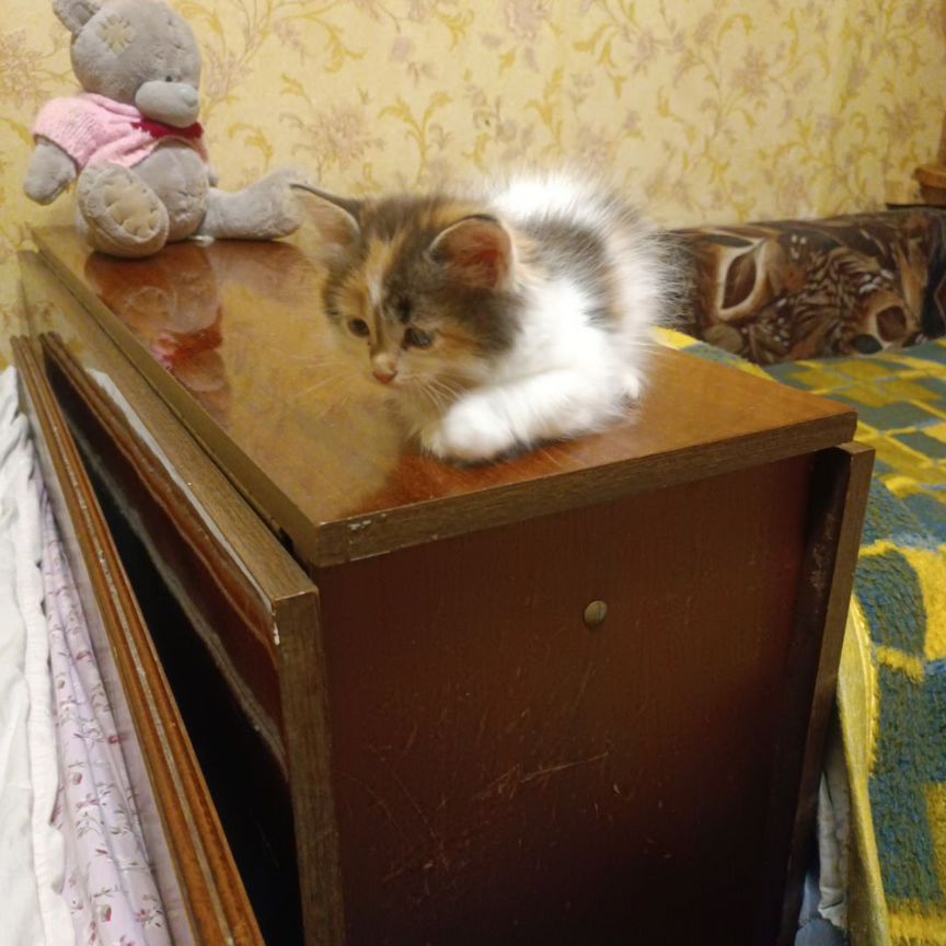 Отдам котят в добрые, заботливые руки