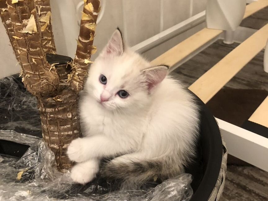 Котята