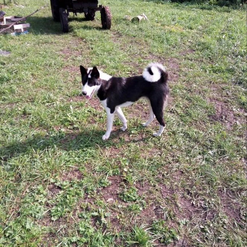 Рел для вязки