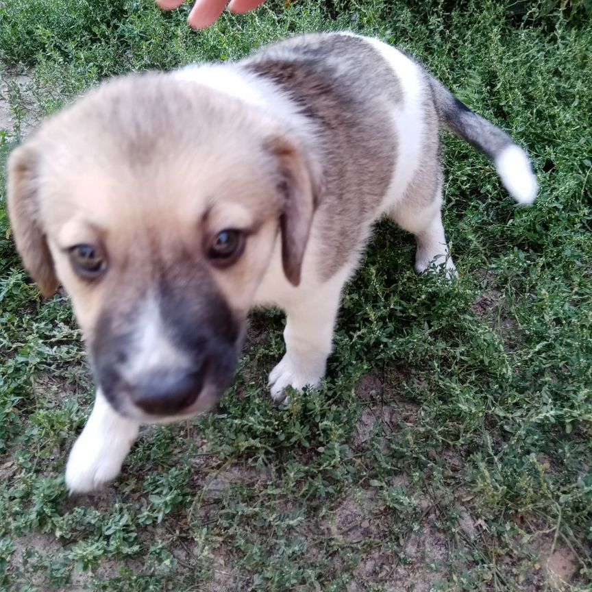 Собака в добрые руки