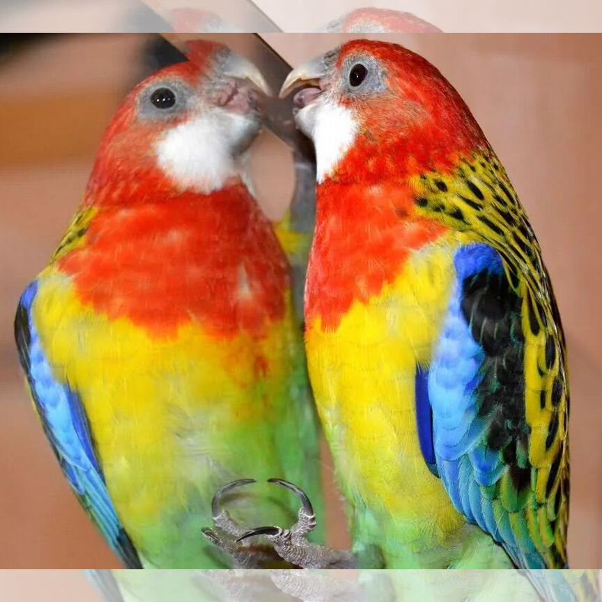 Попугай розелла с клеткой