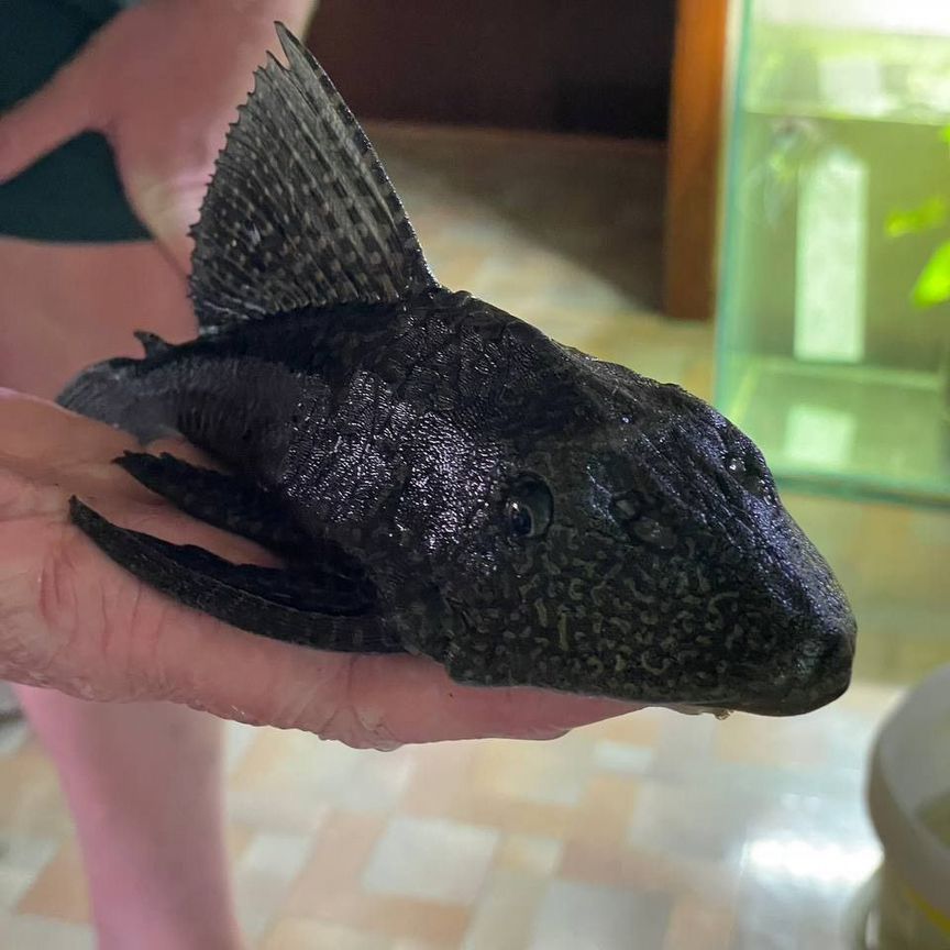 Отдам сомов в добрые руки