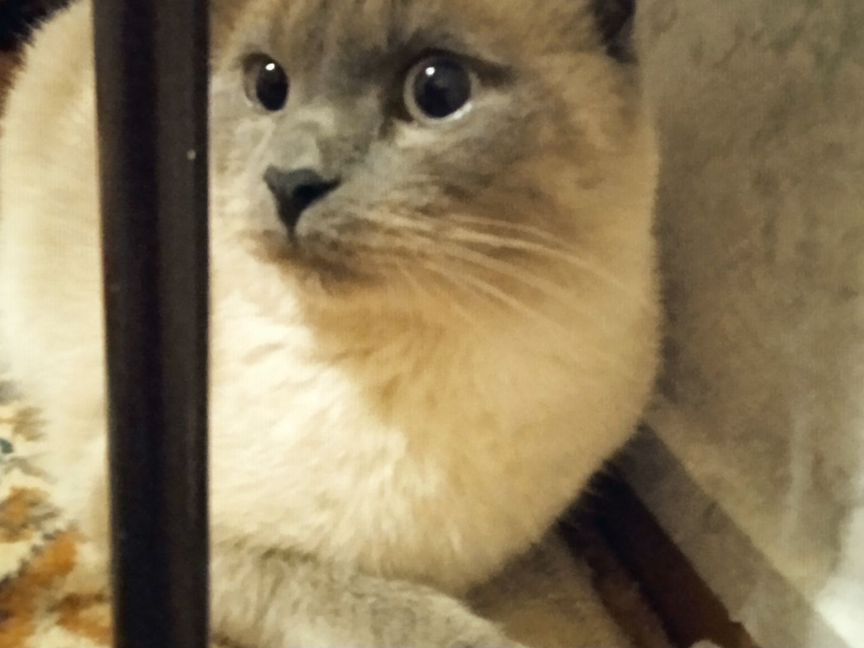 Кот