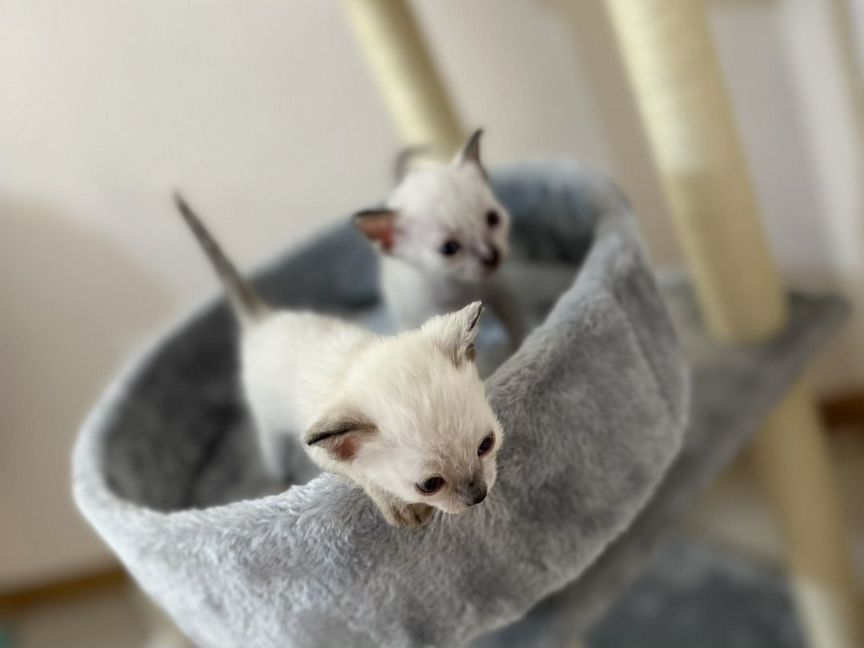 Котята сфинкс