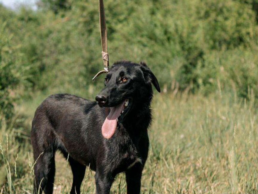 Собака в добрые руки