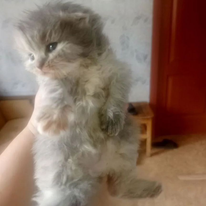 Британский длинношёрстный котёнок
