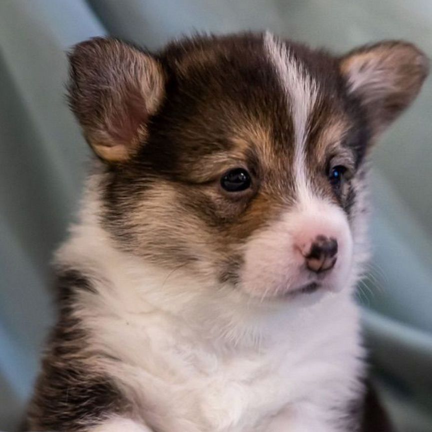 Вельш Корги Пемброк, щенок