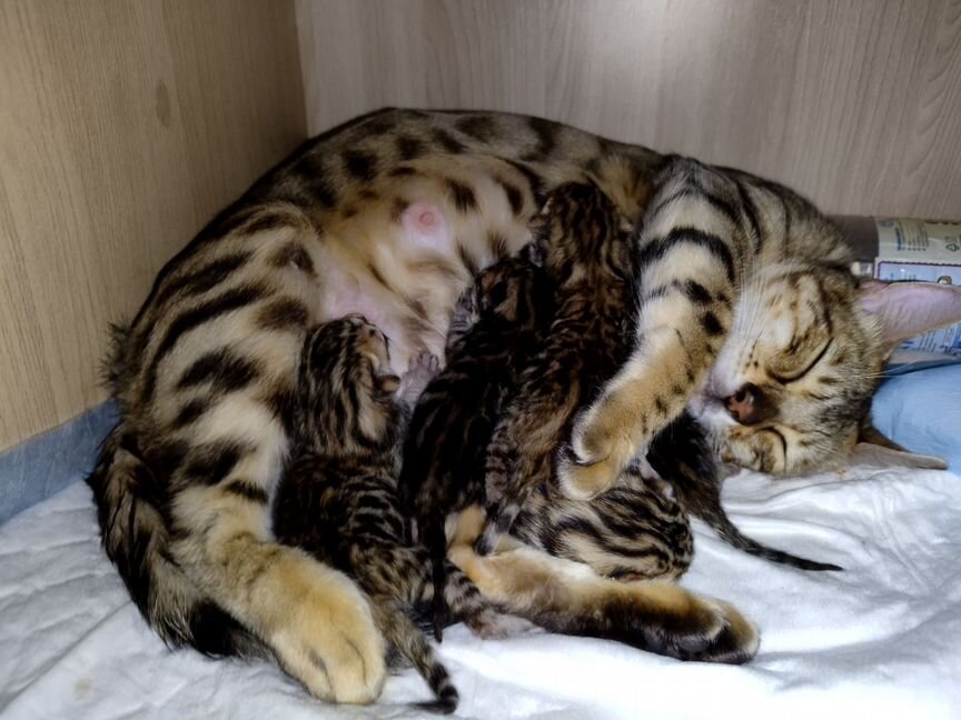 Бенгальская