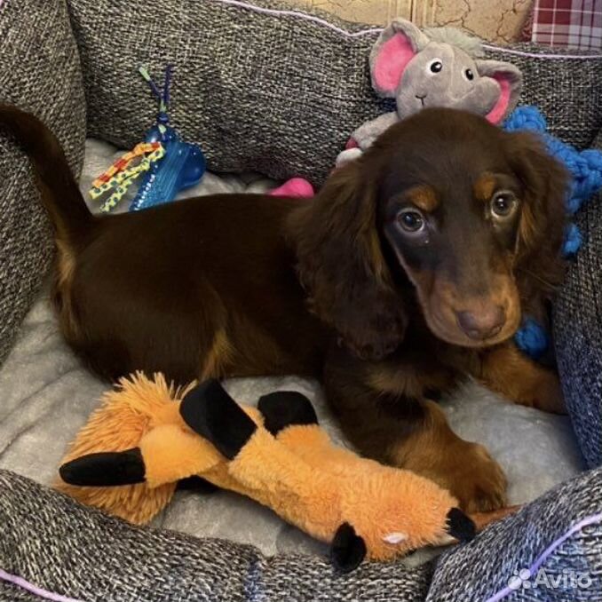 Таксодетки