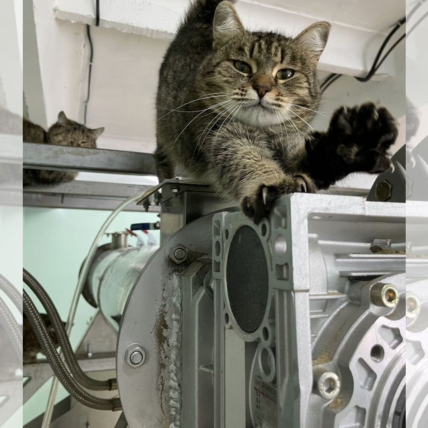 Милейшая кошечка Стрекоза в любящую семью