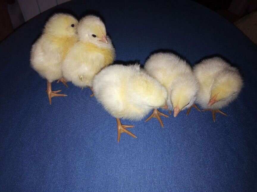 Бройлер,утята,гусята