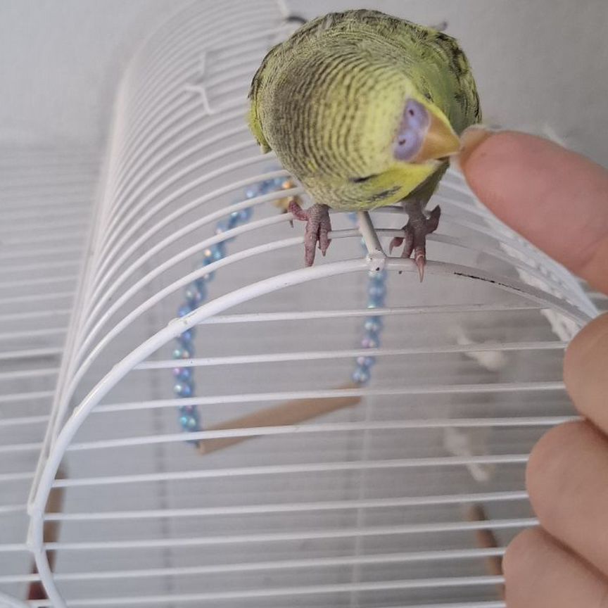 Птенец чех