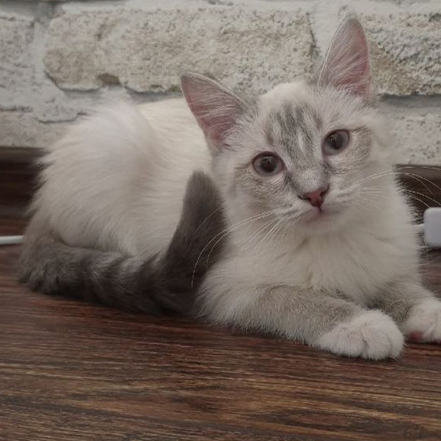 Котёнок из приюта