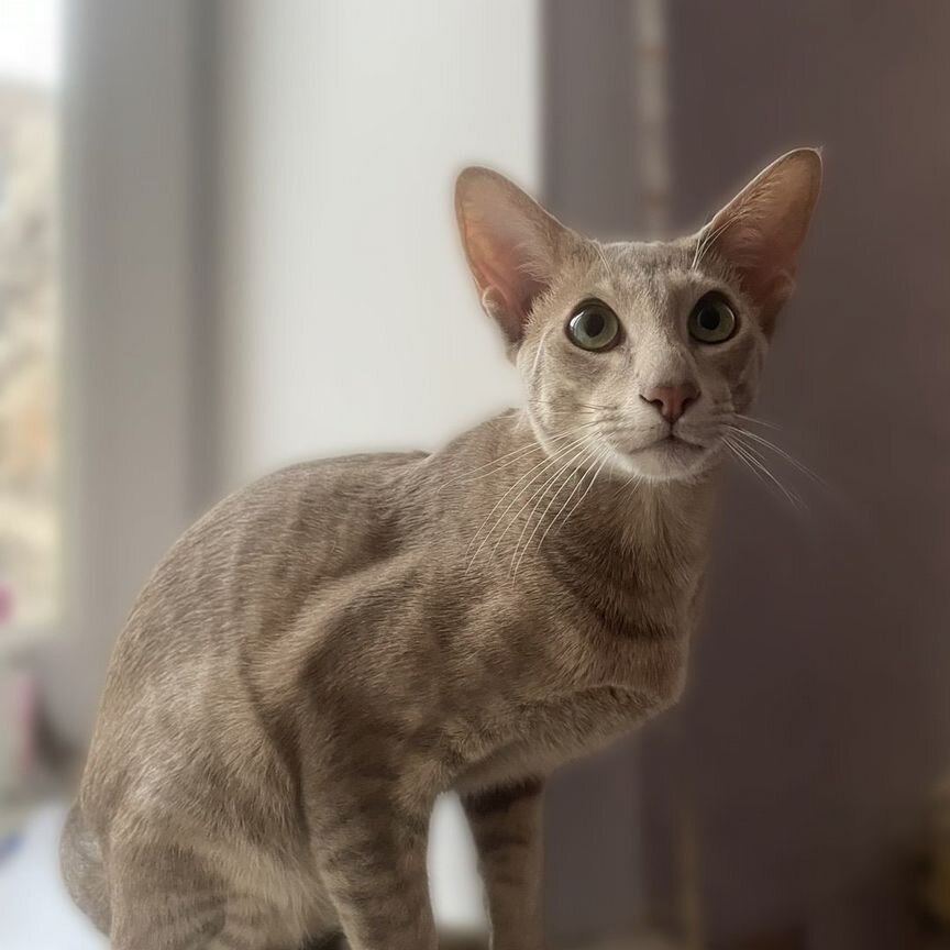 Ориентальный кот- вязка