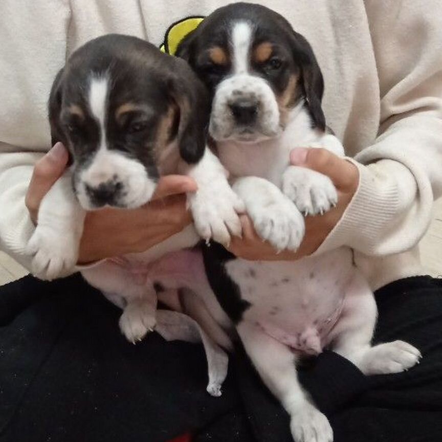 Домашние животные собаки щенки