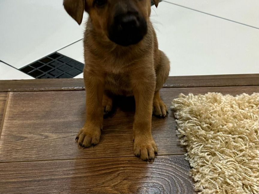 Щенок в добрые руки бесплатно