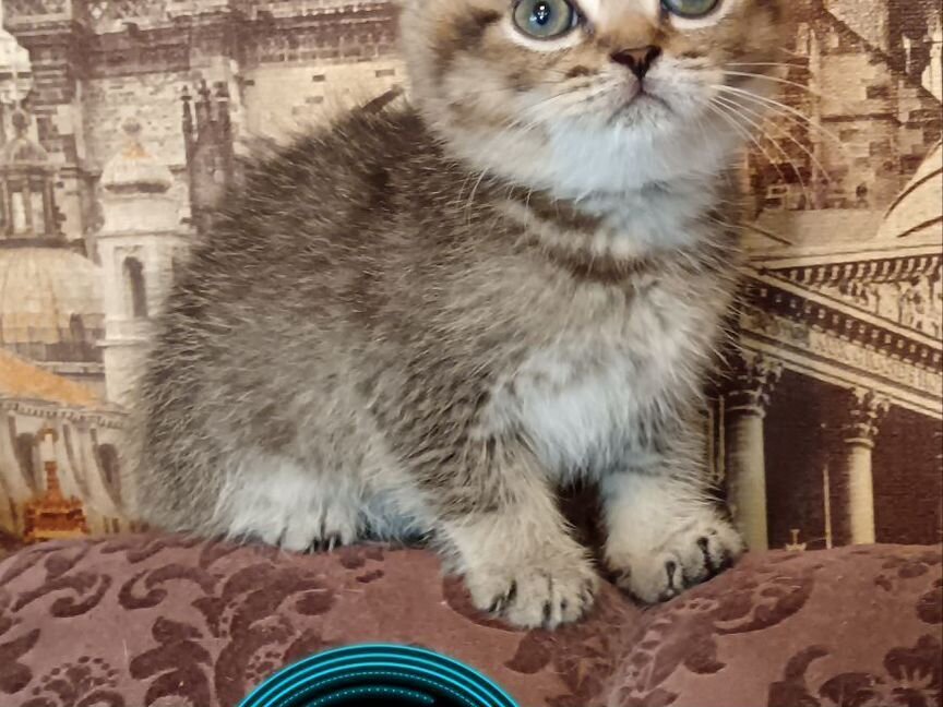 Шотландские котята 100%
