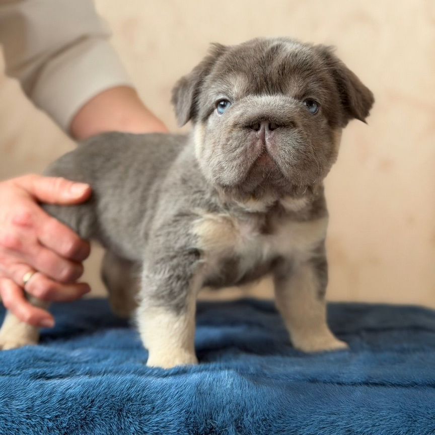 Французский бульдог, щенок