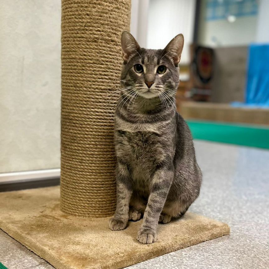 Грэй в добрые руки