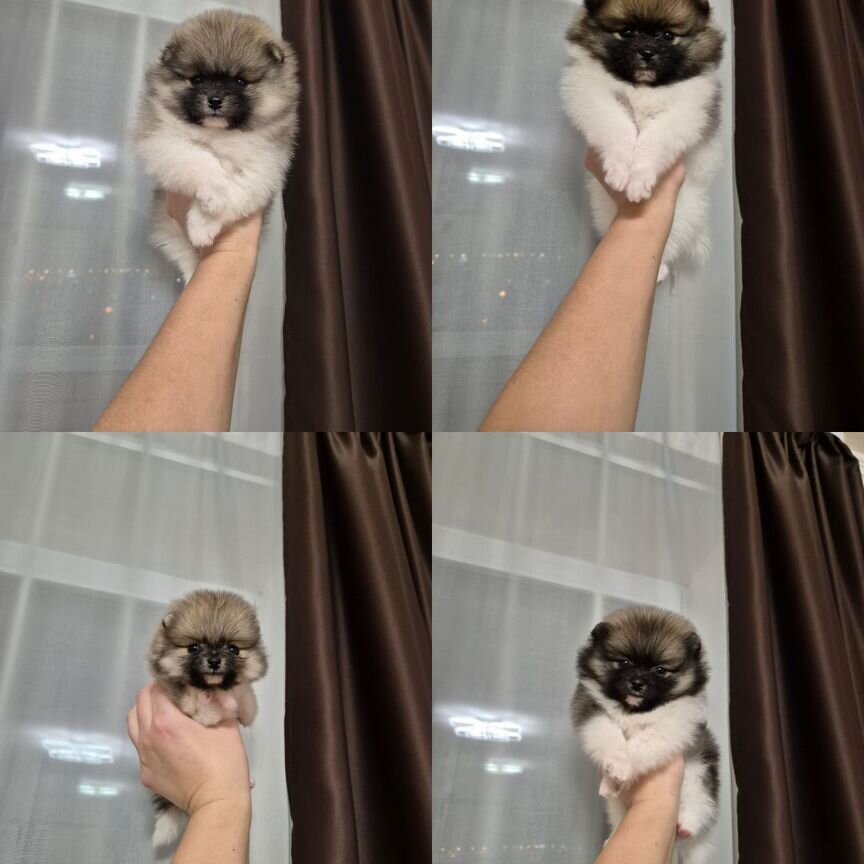 Померанский шпиц