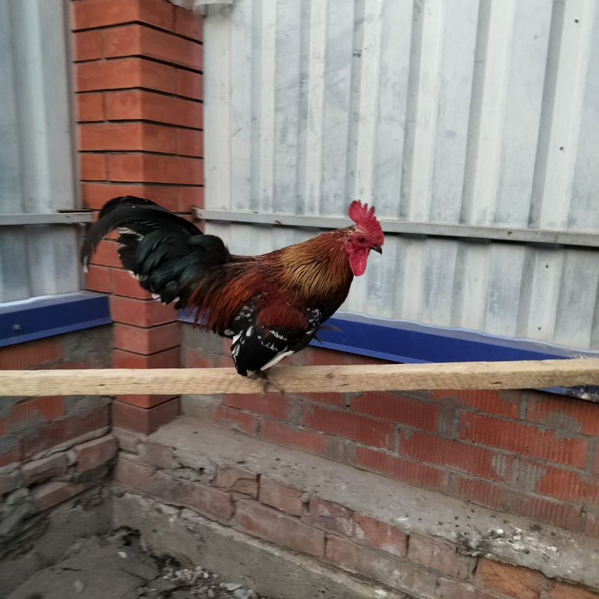 Карликовые куры бентамки