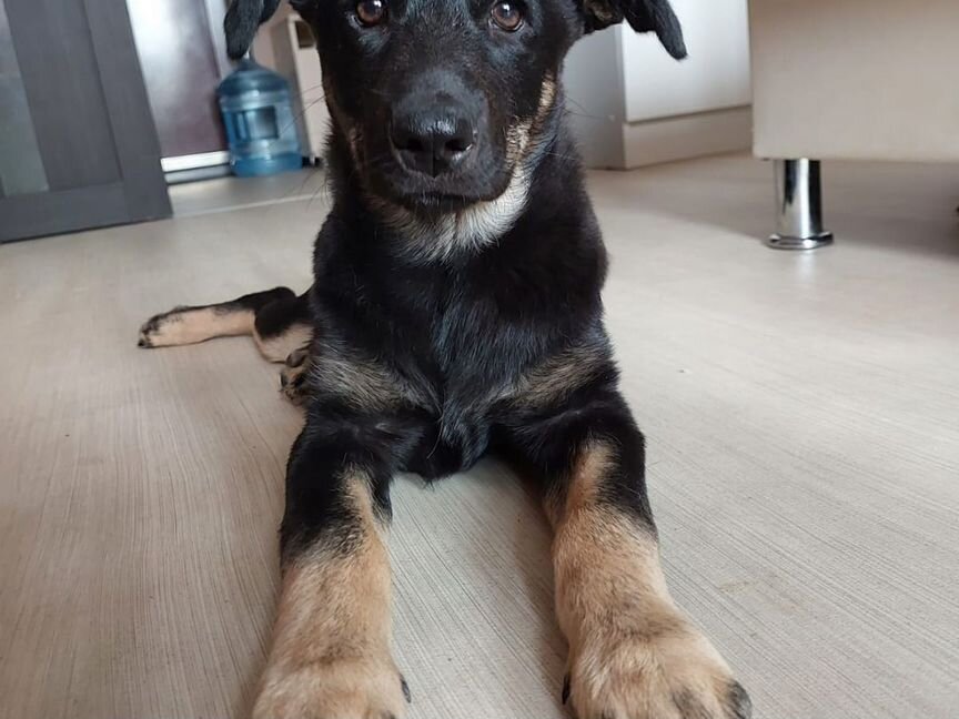 Щенок в добрые руки