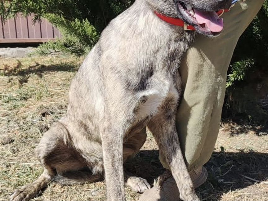 Собака - самый верный друг