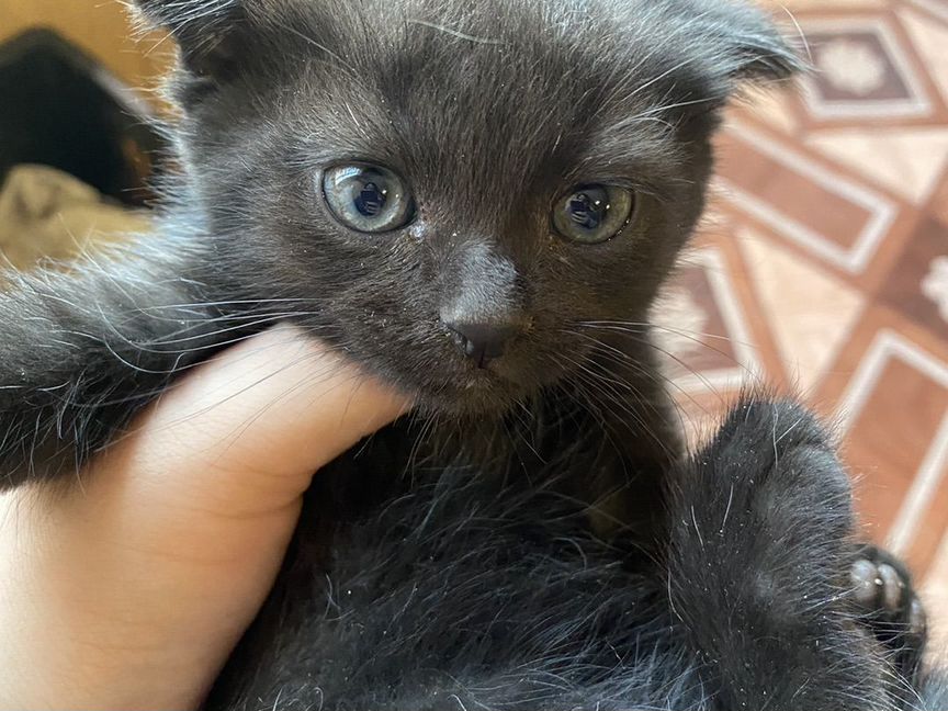 Котята шотландские вислоухие