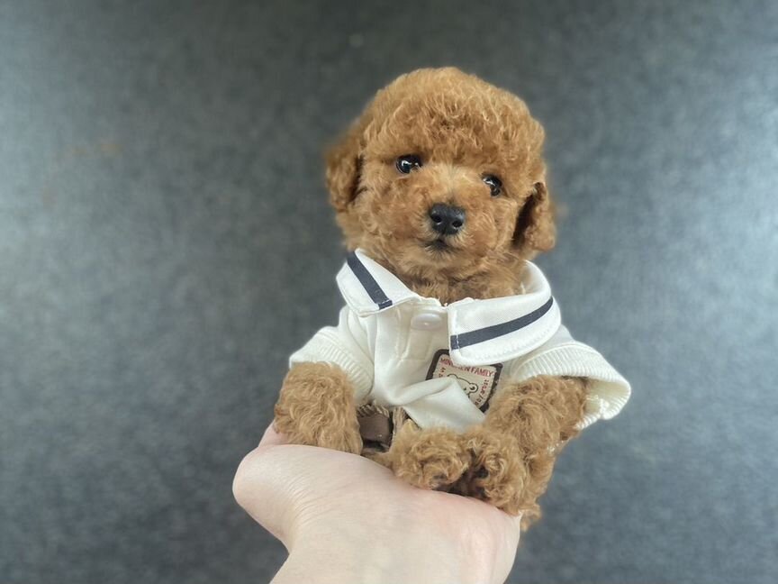 Малышок той пудель красного окраса