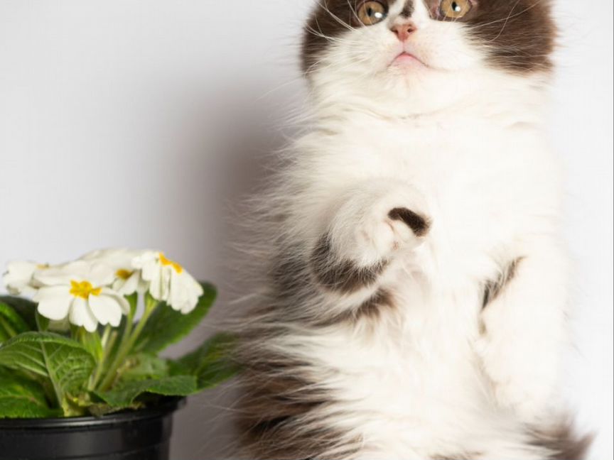 Шотландский шоколадный котенок