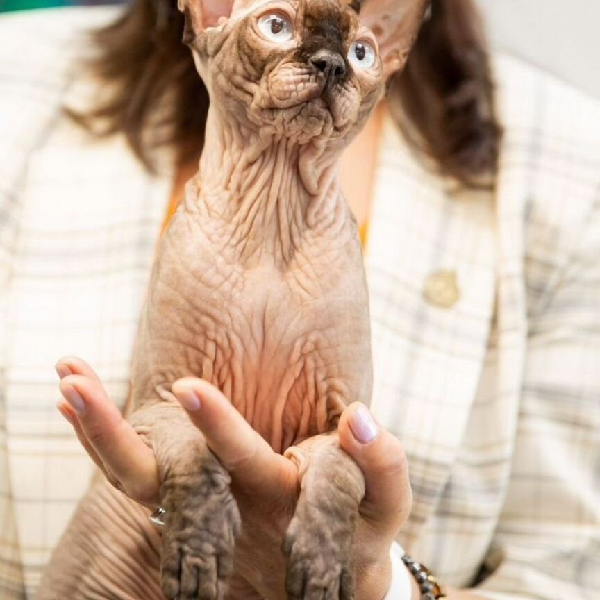 Готовый морщинистый производитель