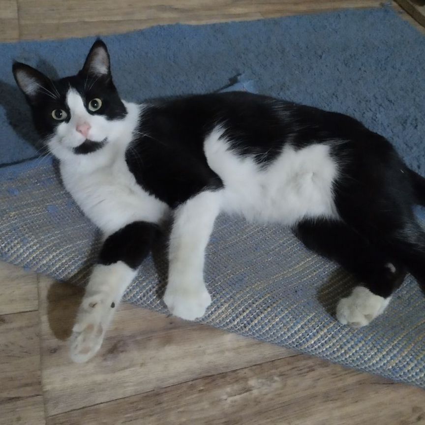 Кот в добрые руки