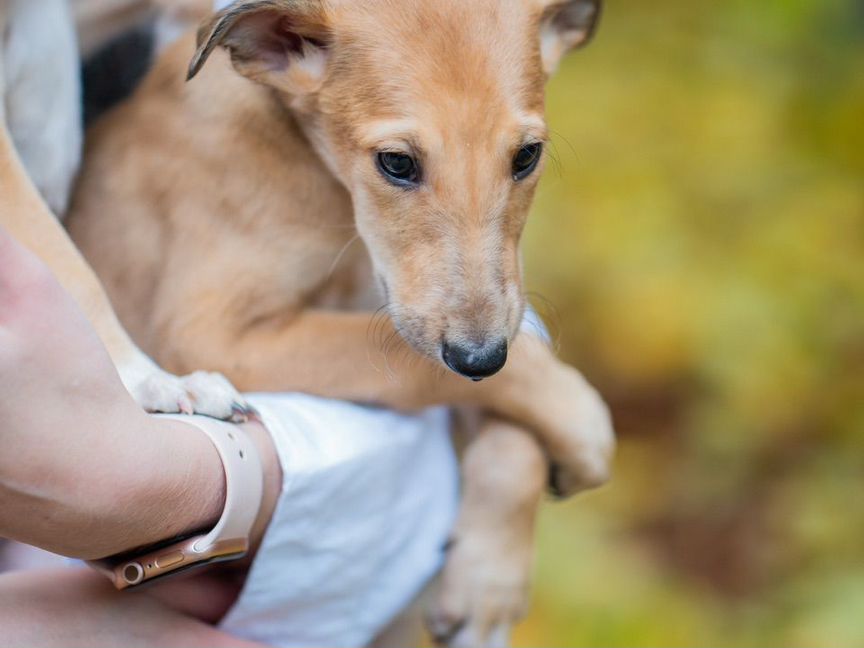 Хортая борзая кобель