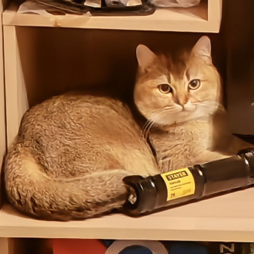Шотландский вислоухий короткошёрстный котёнок