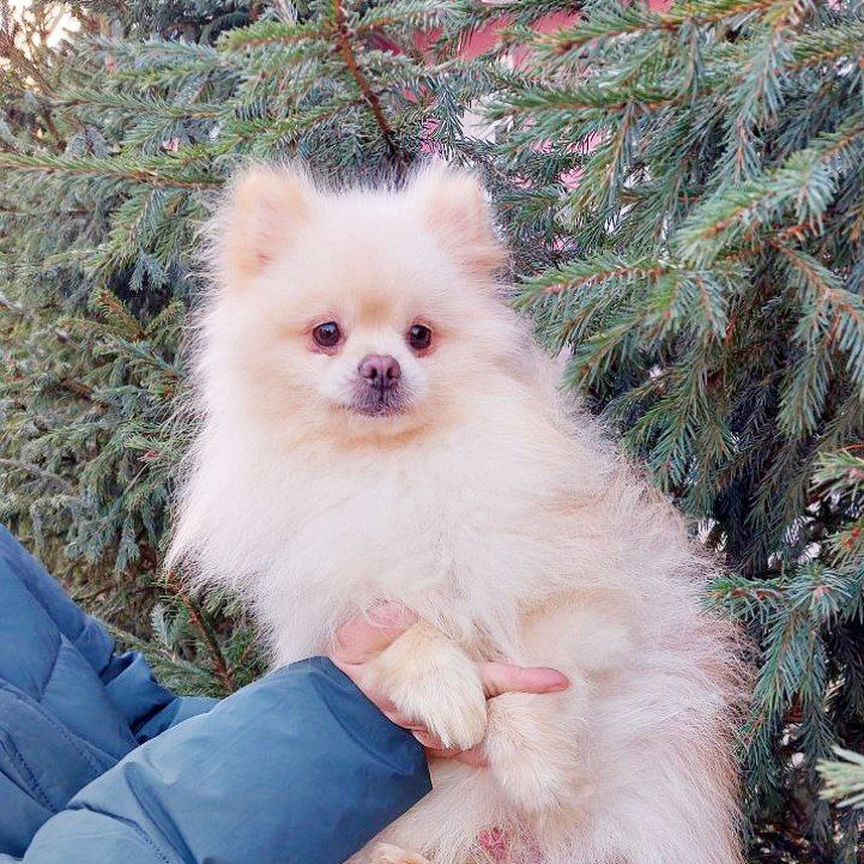 Шпиц кобель взрослый