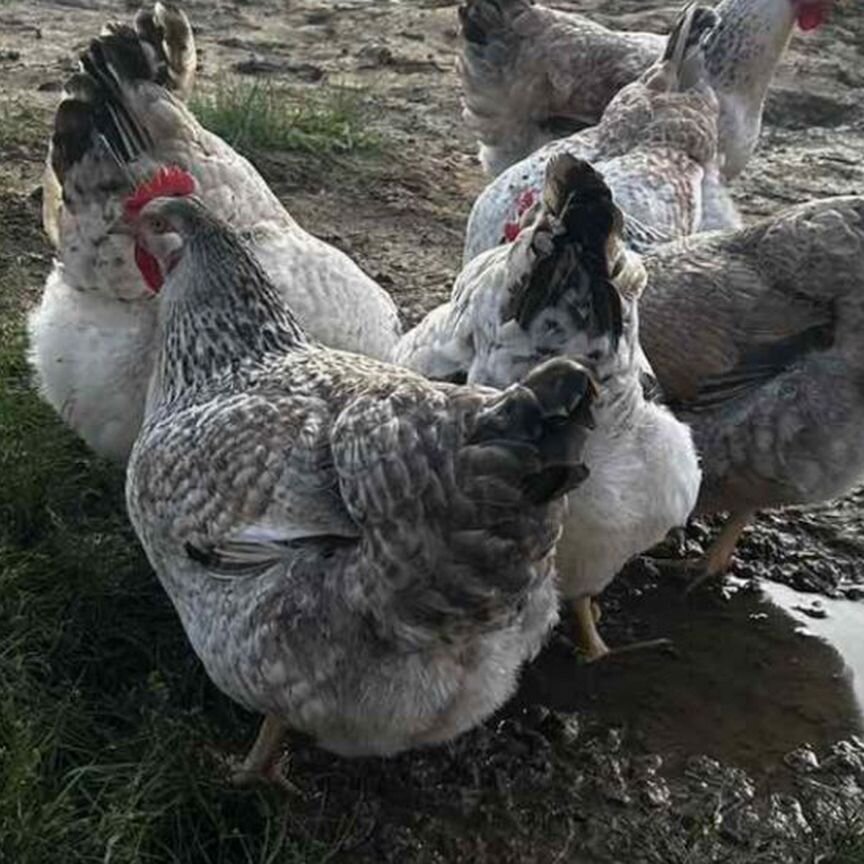 Цыплята Мастер Грей