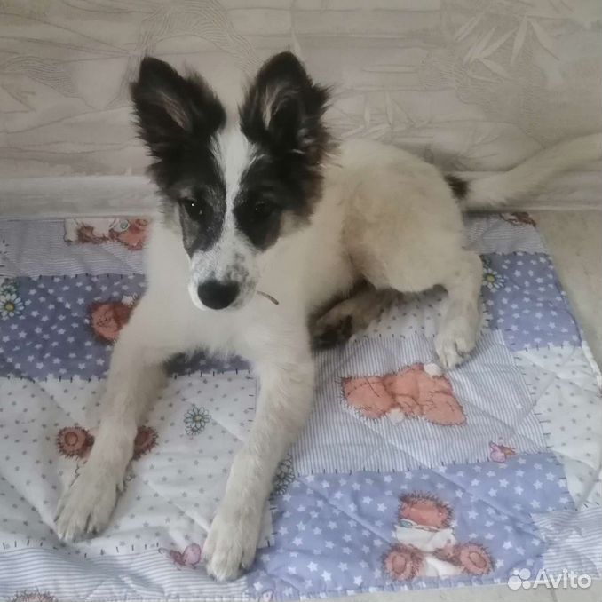 Щенок Бим ждёт мам пап