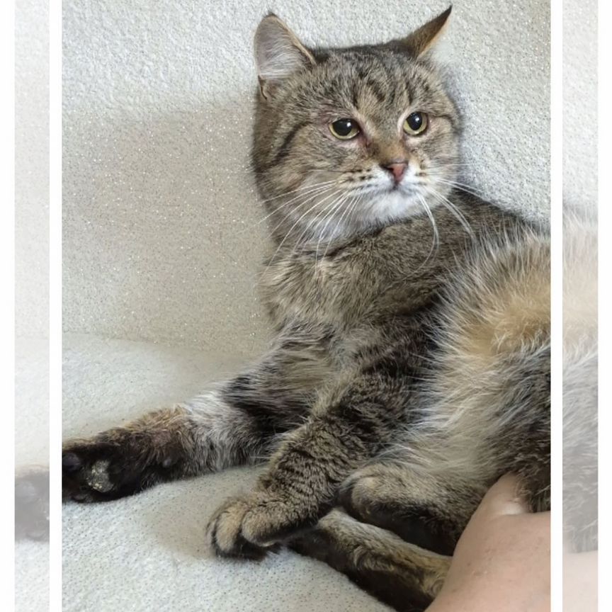 Взрослый кот в добрые руки