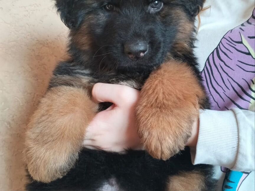 Щенки немецкой овчарки