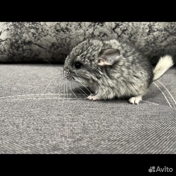 Шиншиллёнок