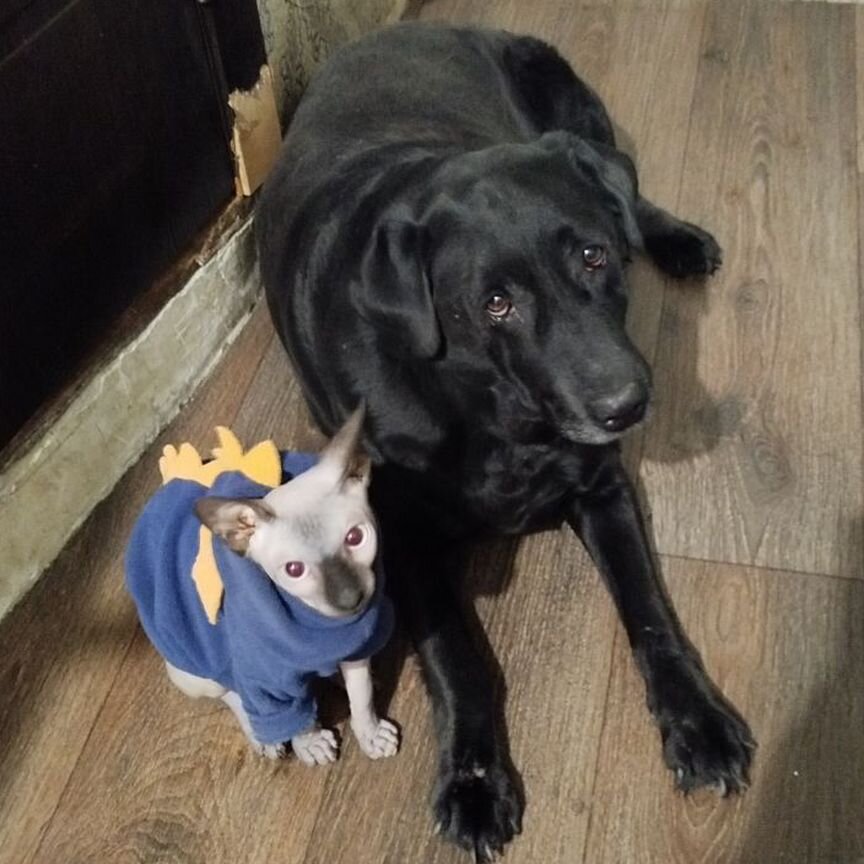 Котята сфинкс бесплатно