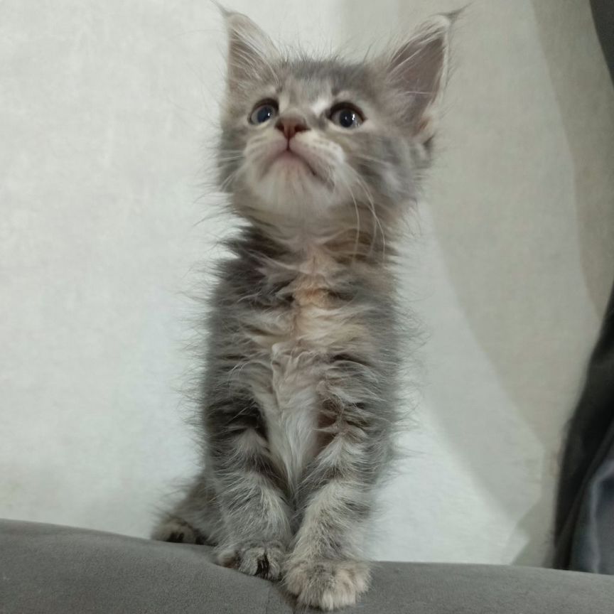 Мейн-кун котёнок