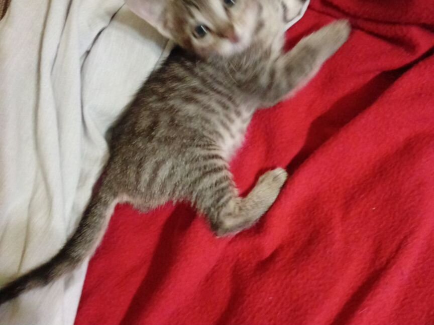 Кошка