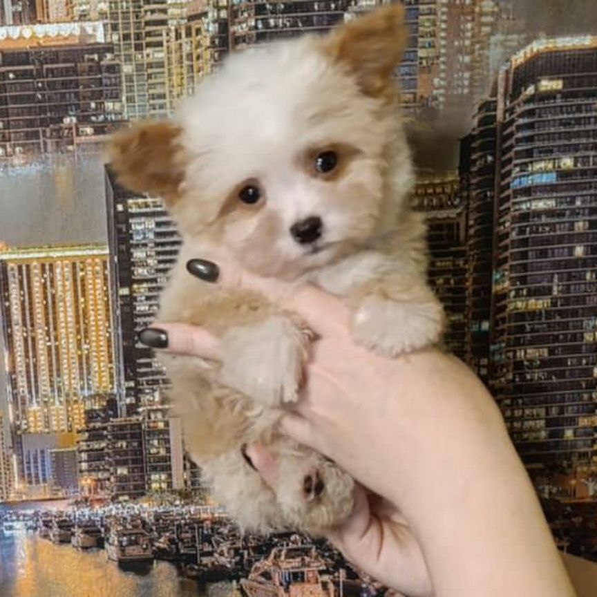 Мальтипу, щенок