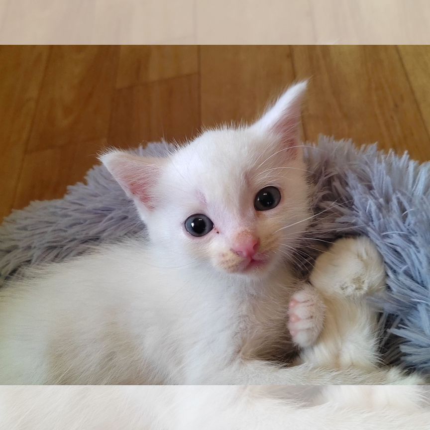 Котёнок в добрые руки