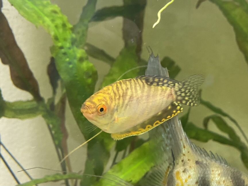 Гурами медовые и молинезии черные