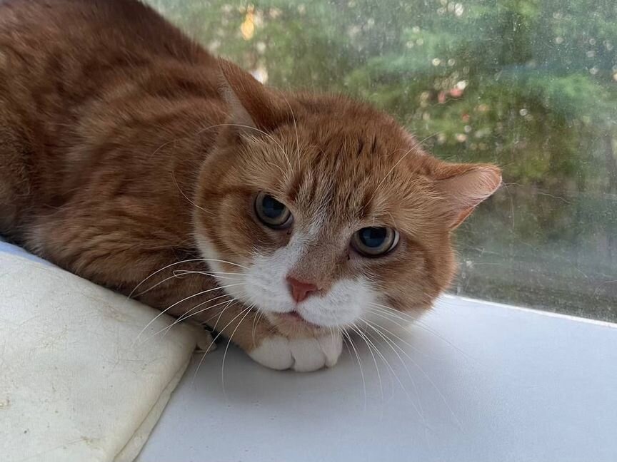 Солнечный котик